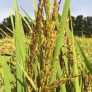 QAUZUY GARDEN 20 Premium Seeds Rice Carolina Gold Seeds Ornamental Herb Seeds to Plant Indoor Outdoor Survival Gear Food Seeds Easy to Grow