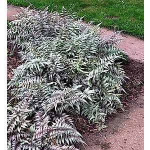 Crested Surf Japanese Painted Fern - Athyrium - Hardy - Proven Winner-Gallon Pot