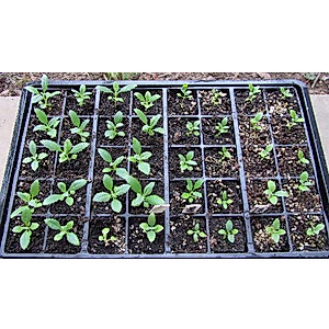 1161B-Tall Purple Fiddleneck (Phacelia tanacetifolia) Seeds by Robsrareandgiantseeds UPC0764425787952 Non-GMO,Organic,USA Grower,Bonsai,1161-B Package of 25 Seeds