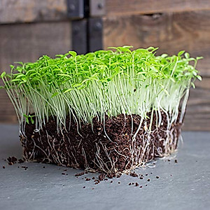 Parsley Herb Garden Seeds - Dark Green Italian Flat-Leaf - 1 Oz - Non-GMO, Heirloom Herbal Gardening & Microgreens Seed