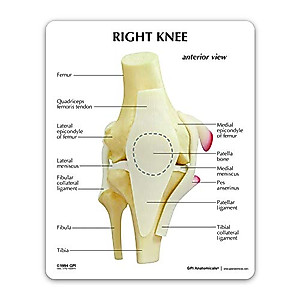 GPI Anatomicals Knee Joint Model | Human Body Anatomy Replica of Normal Knee Joint for Doctors Office Educational Tool