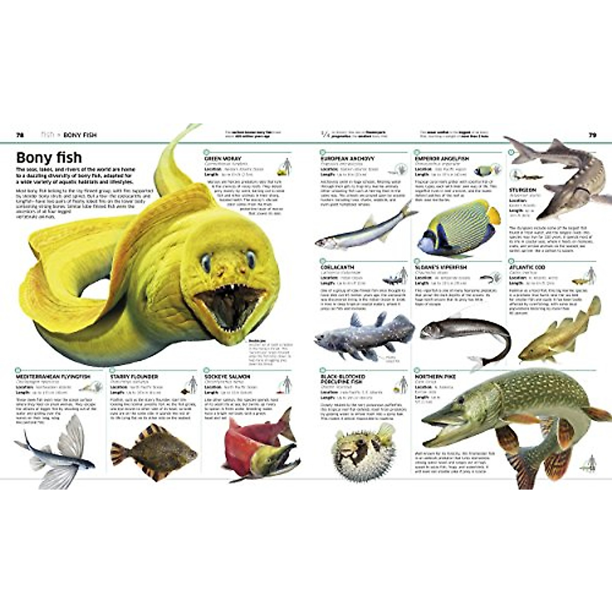 Animal! (DK Knowledge Encyclopedias)