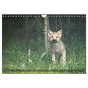 The little grey wolves (Wall Calendar 2024 DIN A4 Landscape), CALVENDO 12 Month Wall Calendar