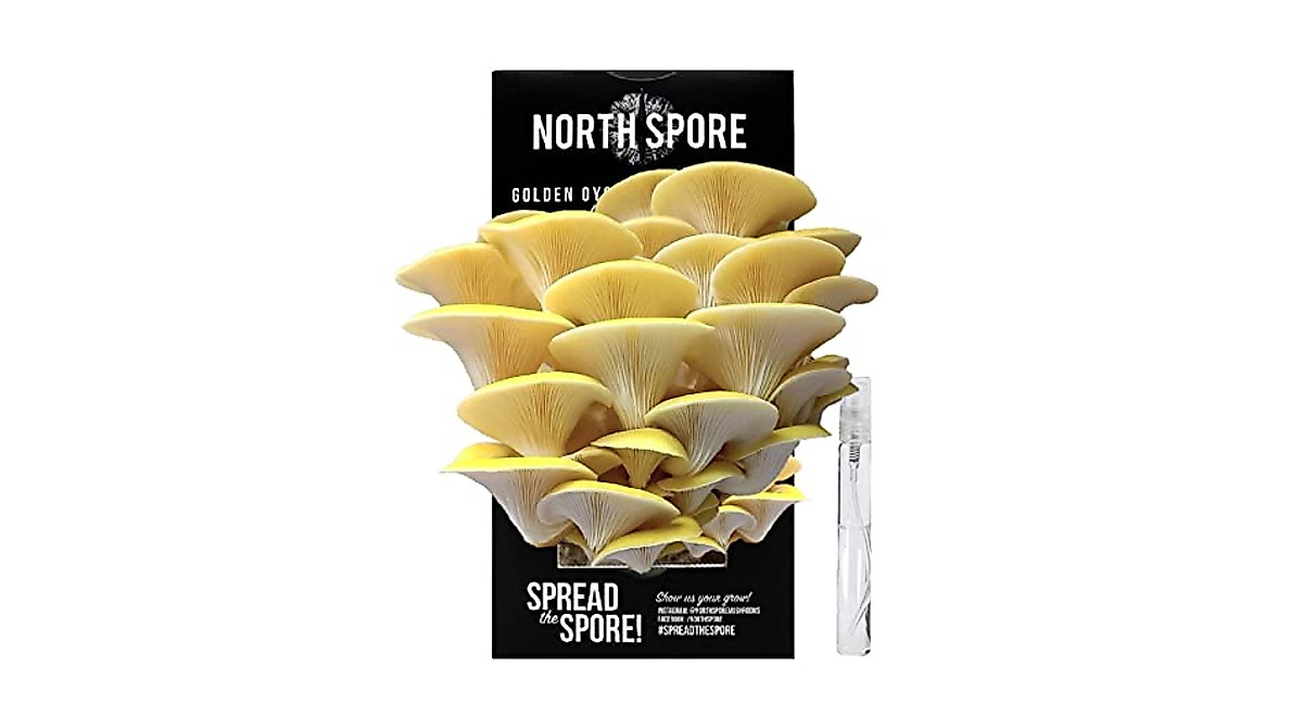 North Spore Organic Golden Oyster Mushroom Spray & Grow Kit (4 lbs ...