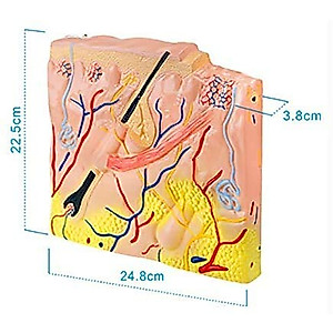 The Skin Structure Model - Planar Structure of Human Anatomical Medical Model Skin Leather Model - Model for The Visual Study,Lab Supplies