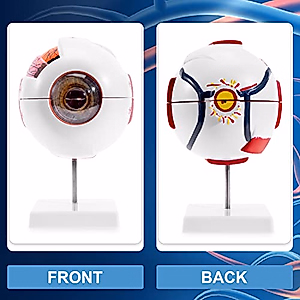 Winyousk Scientific Eyeball Anatomical Model, Eyeball Model with Base and Colorful Manual, Detachable Sixfold Life Size Eyeball Model for School, Hospital, Optical Shop, Eyes Institute