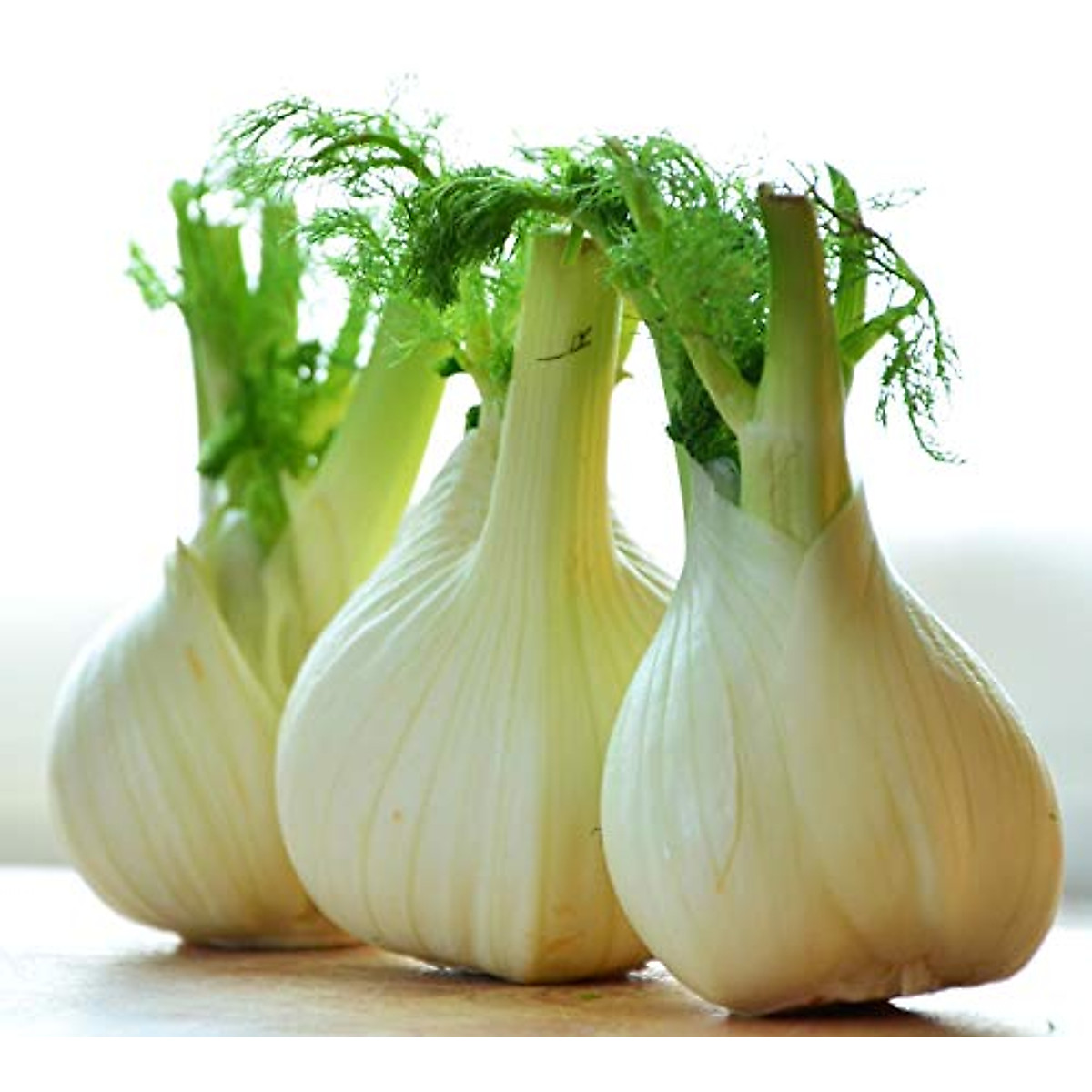 Florence Fennel Herb for Growing Heirloom Vegetable Spice bin198C (240 Seeds, or 1 Gram)