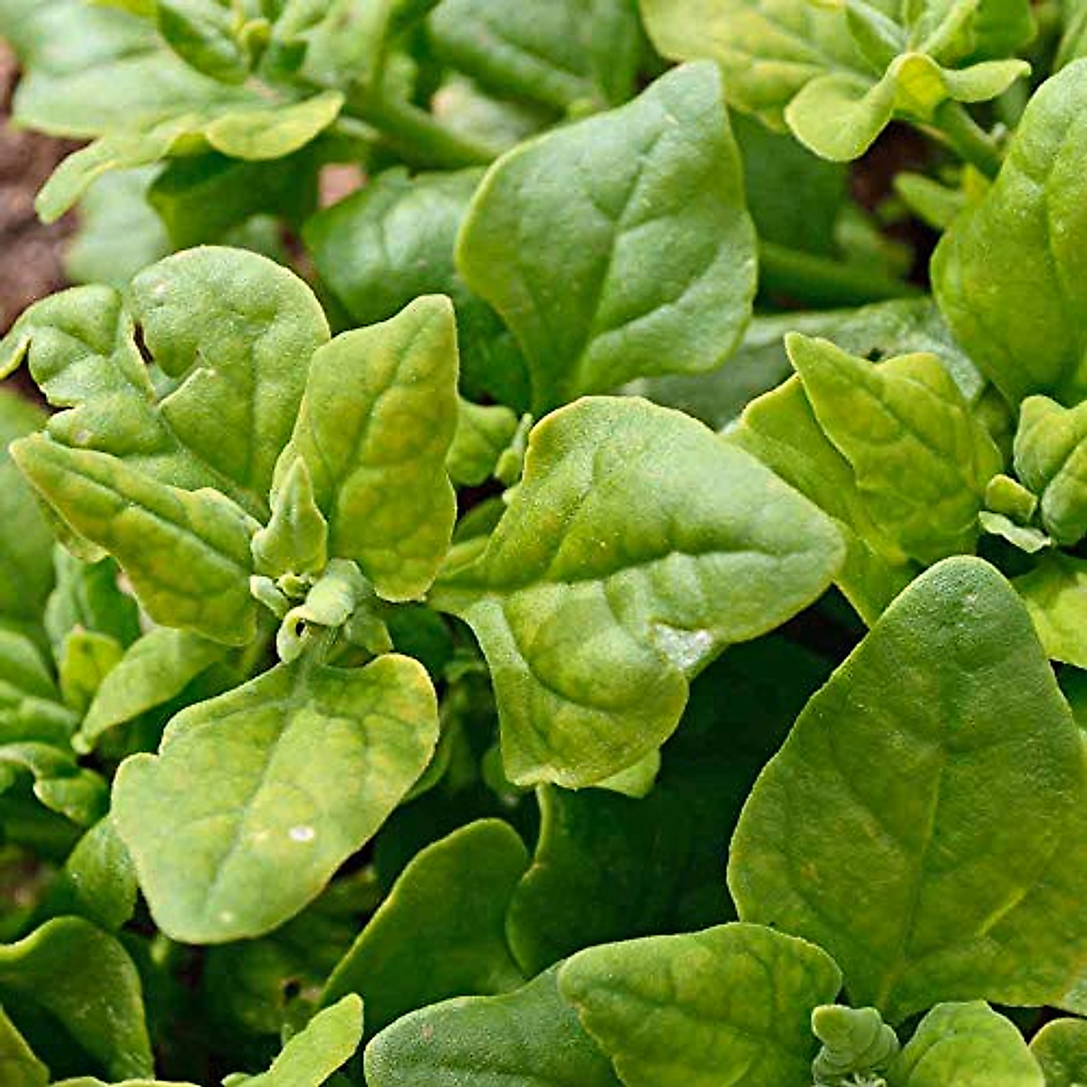 New Zealand Spinach Seeds for Planting, 100+ Heirloom Seeds Per Packet, (Isla's Garden Seeds), Non GMO Seeds, Botanical Name: Tetragonia tetragonioides, Great Home Garden Gift