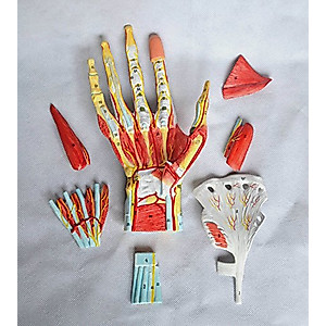 Medical Anatomical Hand Skeleton Model with Ligaments, Muscles, Nerves and Arteries, 7-Part, Life Size