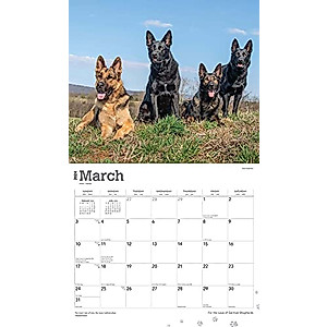 For the Love of German Shepherds | 2024 14 x 24 Inch Monthly Deluxe Wall Calendar | Foil Stamped Cover | BrownTrout | Animal Dog Breeds