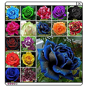 Rare Plant Seed Rose Seeds Multi Coloured Rose Flower Seeds Home Garden Plant 100+ Mixed Colors Rose Seeds