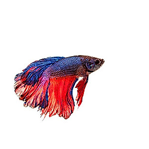 Betta Splendens Siamese Male Fighting Fish - Assorted Colors | Live Tropical Aquarium Fish