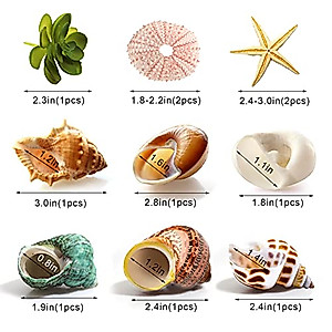 Hermit Crab Shells Medium to Large 0.51-1.18 Inch Assorted Opening Size Natural Turbo Seashells with Decoration Plan and Calcium Supplement