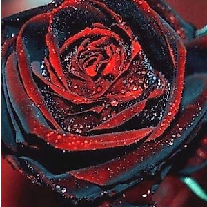 Portal Cool Fd3885 True Blood Rose Bush Seeds Rare Seed Lover Gift Seed Garden ~20 Seeds~ ?