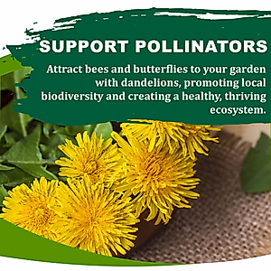 TKE Farms & Gardens - Dandelion Seeds for Planting, 500 Mg, 500+ Non-GMO, Heirloom Seeds, Produces Medicinal Greens & Edible Flowers, Supports Wildlife & Pollinators, Herbal Teas