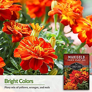 Survival Garden Seeds - French Sparky Marigold Seed for Planting - Packet with Instructions to Plant and Grow Large Tagetes Patula Flowers in Your Home Vegetable Garden - Non-GMO Heirloom Variety