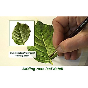 Susan Harrison-Tustain's Watercolor Masterclass Volume One. Life-like leaves, vibrant greens and 5 crucial elements for a successful painting.