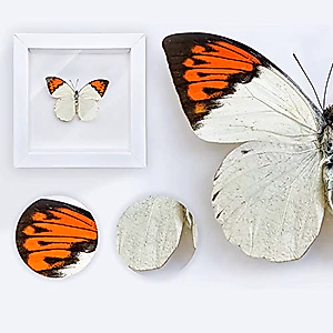 ITrixgan Real Butterfly Specimen In White Frame Display Insect Taxidermy Collection Craft Gift For Home Office Desktop Decor Science Education