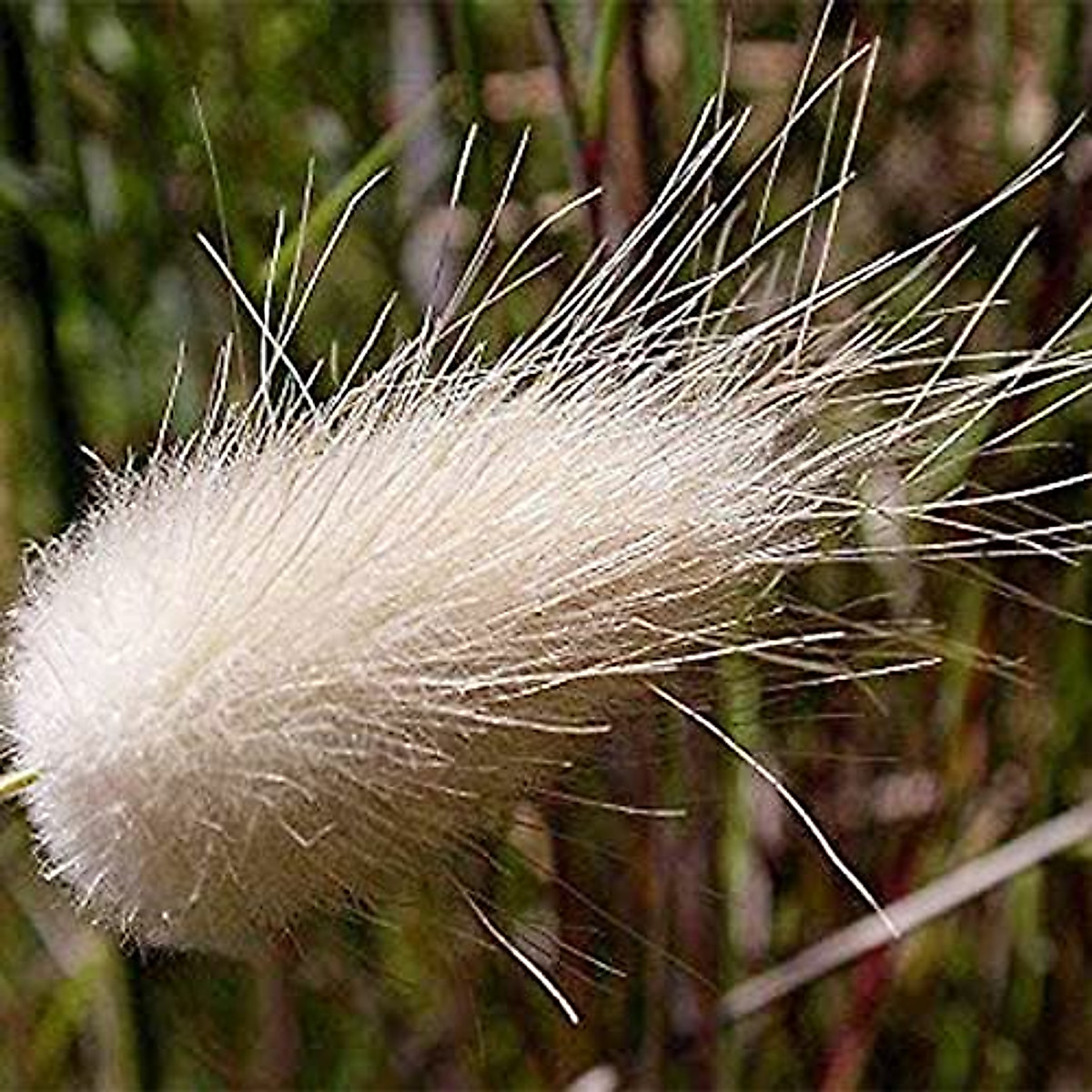 QAUZUY GARDEN 100 Bunny Tails Grass (Hares Tail) Seeds Ornamental Lagurus Ovatus Grass Hardy Drought-Tolerant Easy to Grow Low-Maintenance Great for Pot/Garden