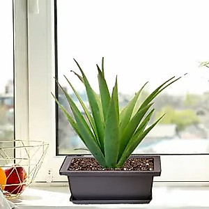 6 Packs 6.3 Inches Bonsai Training Pots with Trays, Come with 15pcs Plant Lables, Rectangle Bonsai Flower Growing Nursery Planter Pots for Indoor Outdoor Home Garden, Black