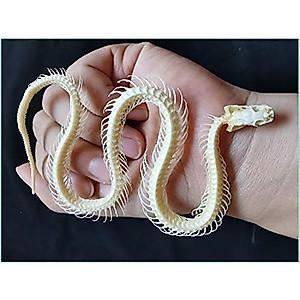 Real Snake Skeleton Animal Specimen in Science Classroom Specimens for Science Education