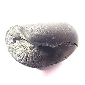 Sacred Adwaitya Vasudev Shaligram Nepal Kali Gandaki