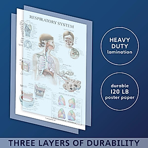 Palace Learning Laminated Respiratory System Anatomical Chart - Lung Anatomy Poster - 18" x 24"