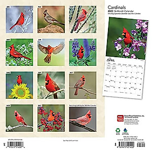 Cardinals | 2023 12 x 24 Inch Monthly Square Wall Calendar | BrownTrout | Animals Wildlife Red Birds