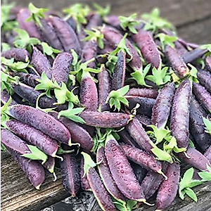 CHUXAY GARDEN 100 Seeds Magnolia Sugar Snap Pea,Deep Purple Colored Sugar Snap Pea, Pisum Sativum Delicious Vegetable Great for Cooking