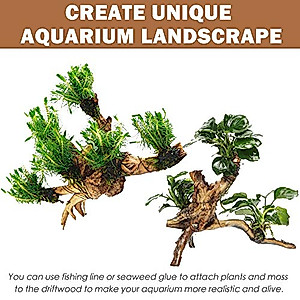 SERJOOC 6Pcs Aquarium Driftwood Spider Wood Ornament for Fish Tank Natural Branches Decorations (4in-6in)