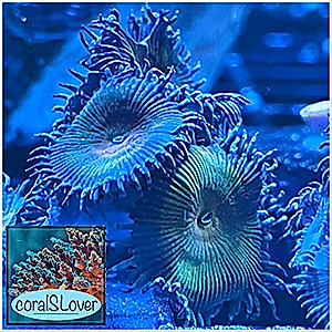 coralSLover Live Saltwater Coral Frag - Captain Jerk Palythoas (5 Heads)