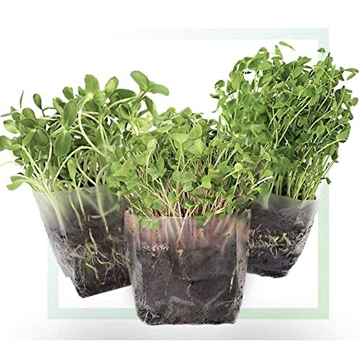 Window Garden Microgreens Grow Kit - Assorted Microgreen Seeds, Indoor Starter Growing Kit -Window Garden 20 Cavity Seed Propagation Kits (2) – Complete with Fiber Soil