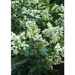 Bonsai Boy Flowering Ligustrum Bonsai Tree with Curved Trunk-Medium ligustrum lucidum