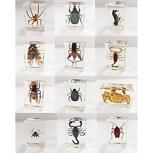 CXUEMH Clear Insect Specimens 12 Pcs Real Animal Specimen Bugs Resin Bug Collection Kit Clear Resin Paperweights for Home and Office Desktop Decor (Clear)