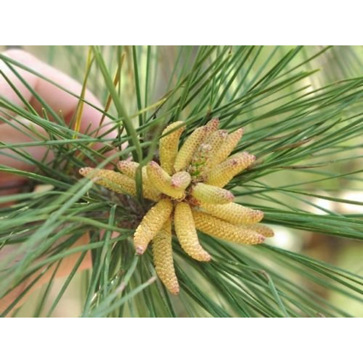 Loblolly Pine, Pinus taeda, Tree Seeds (Fast, Evergreen) (20)