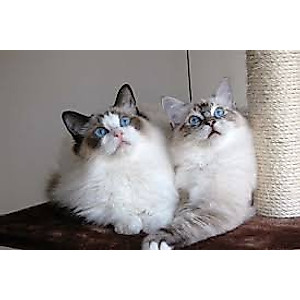 De Shedding Tool for Grooming Dogs & Cats The WOOFIE Wand The Original Chrome Dog Comb is Stainless Steel Handled Shedding Brush