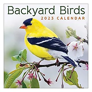 TF PUBLISHING Backyard Birds Mini Calendar 2023 | 2023 Wall Calendar 12 Month Large Grid 2023 Calendar Wall | Premium Wall Calendar 2023 Monthly | Planners + Calendars 2023 Office Calander 2023 7"x7"