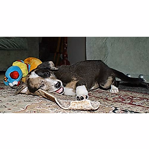 Mountain Dog Chews - Mammoth Split Elk Antler - Elk Antler Dog Chew - Grade A Premium - Organic - Made in USA - No Mess