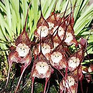 QAUZUY GARDEN Dracula Simia Seeds 200 Mix Rare Monkey Face Orchid Monkey-Like Dracula Seeds - Non-GMO Orchid Seeds - Striking Perennial Orchid Flower for Garden Home