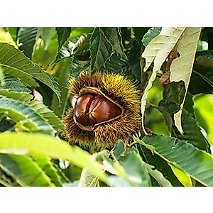 Hybrid Chestnut Tree Seedlings for Planting - Whitetail Deer's Choice Food - 1 Yr Seedlings - Castanea dentata x mollisima (1 Chestnut Tree)