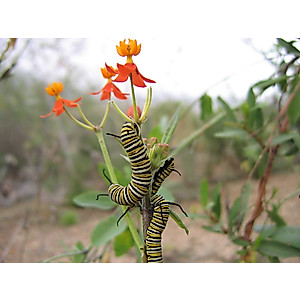 Asclepias curassavica | Butterfly Bush | Scarlet Milkweed | 200_Seeds