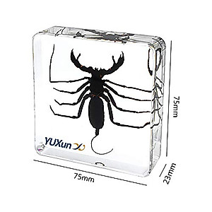 Animal Insect Whip Scorpion Specimen Taxidermy Paperweight for Science Education