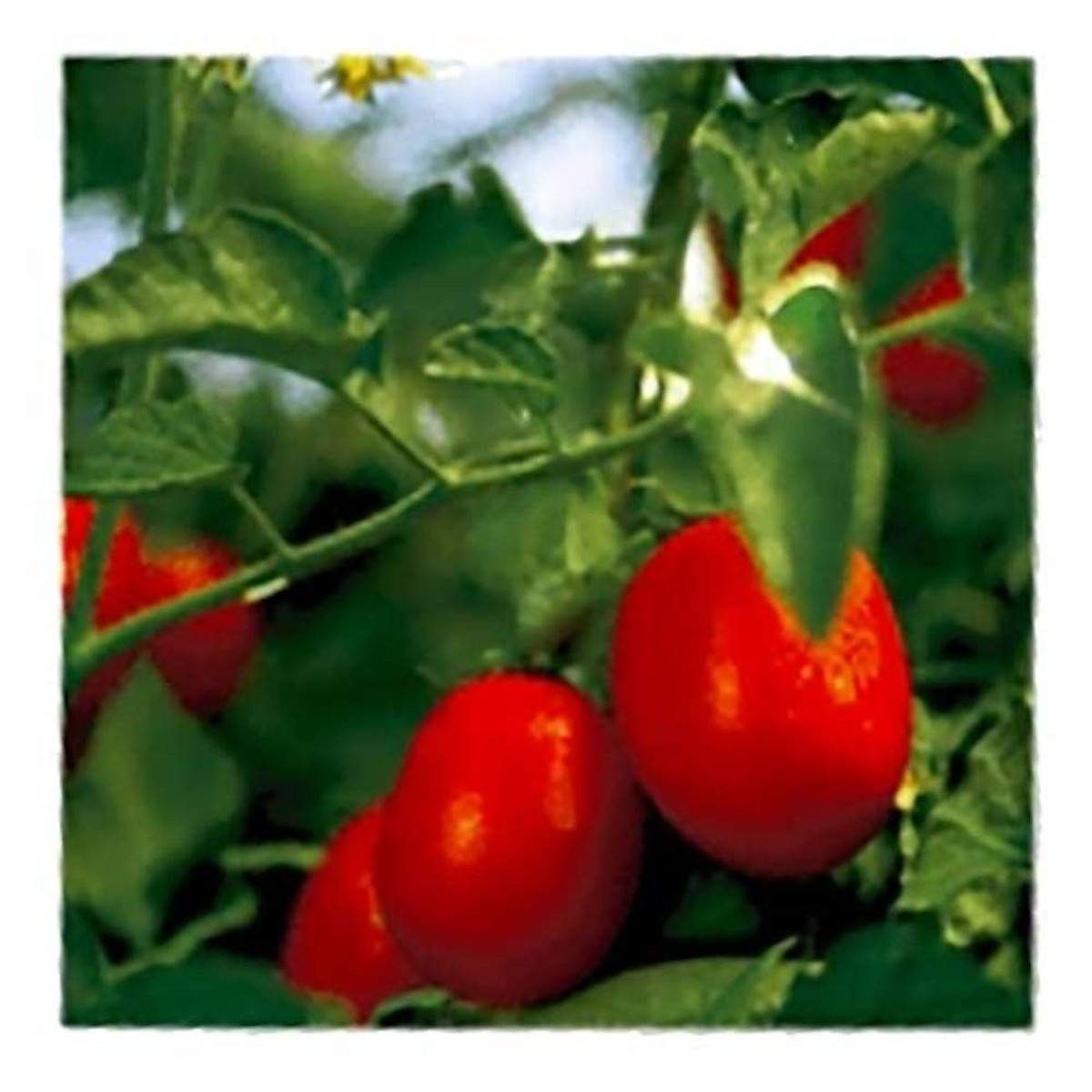 Stanislaus, Full Red Extra Heavy Tomato Puree (Pack of 2), Chicago-style Pizza & Passato-Style Sauces, Size #10 Can (6 lb, 6 oz) 102 oz (each) + Includes-Free Basil Leaves from Rhino Fine Foods.071oz