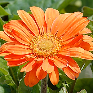 Gerbera Daisy Seeds Transvaal Daisy, Transvaal Daisy Perennial Cut Flowers Low Maintenance Patio Container Bed Border Outdoor 100Pcs Mixed Colors Flower Seeds by YEGAOL Garden