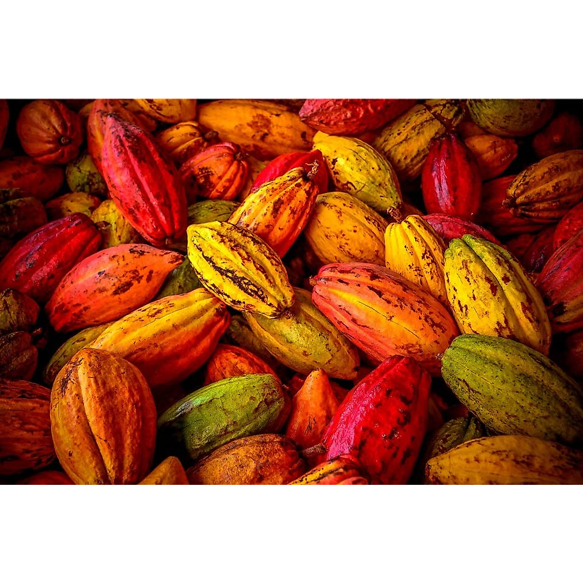 Fresh Cacao Seeds for Planting - Wet Cocoa Seeds - Make Chocolate, Great as Bonsai (4 Seeds)