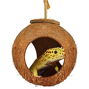 SunGrow Leopard Gecko Coco Hut, Gecko Climbing Accessories, Raw Coconut Shell Reptile Hide, Terrarium Habitat Décor, 2.5” Opening Diameter, with Fiber Loop for Hanging (3-Holes)