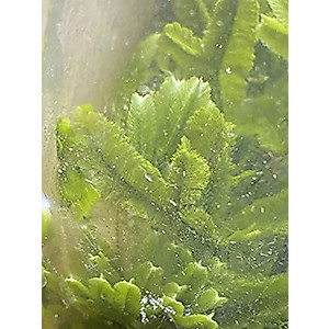 Live Saltwater Plant 5-7 inches Caulerpa Palm Tree Macroalgae Live Marine Plant Coral Reef Refugium Sump Display