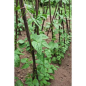 Kentucky Wonder Pole Bean Seeds for Planting, 30 Heirloom Seeds Per Packet, (Isla's Garden Seeds), Non GMO Seeds, Botanical Name: Phaseolus vulgaris, Great Home Garden Gift