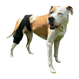 Labra Dog Canine K9 Hot Cold Ice Heat Therapy Knee Wrap for ACL MCL CCL Patella Injuries Sprain Strain Arthritis Senior Dog