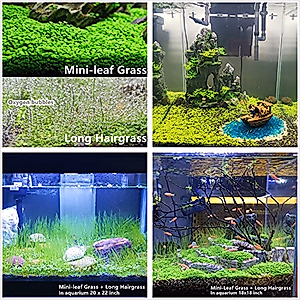 Live Aquarium Plant Seeeds Combo,Fresh Water Grass Mini Leaf & Hair Grass Small Pearl Leaf for Fish Tank Terrarium Aquatic Dwarf Carpet Decor AAB